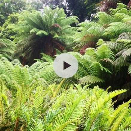 Fougère - Polypodium vulgare - Polypode commun - Une petite fougère ...