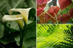 Comment réussir un massif de feuillages ? - Promesse de Fleurs