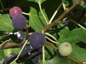 Comment faire sécher les figues ? - Promesse de Fleurs