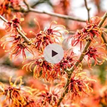 Hamamelis vernalis Amethyst - Noisetier de sorcière rare à fleurs rose ...