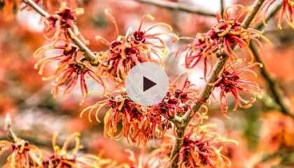 Hamamelis vernalis Amethyst - Noisetier de sorcière rare à fleurs rose ...