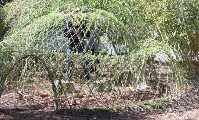 Saule, Salix : planter, tailler et entretenir - Promesse de Fleurs