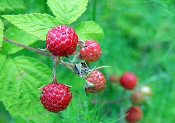 Comment multiplier les framboisiers - promesse de fleurs