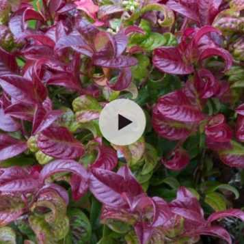 Leucothoe keiskei Burning Love - Arbuste compact au feuillage persistant