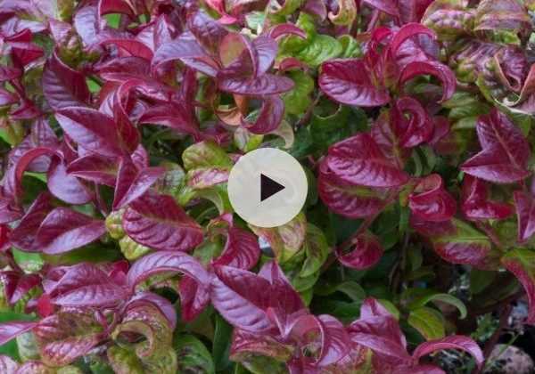 Leucothoe keiskei Burning Love - Arbuste compact au feuillage persistant