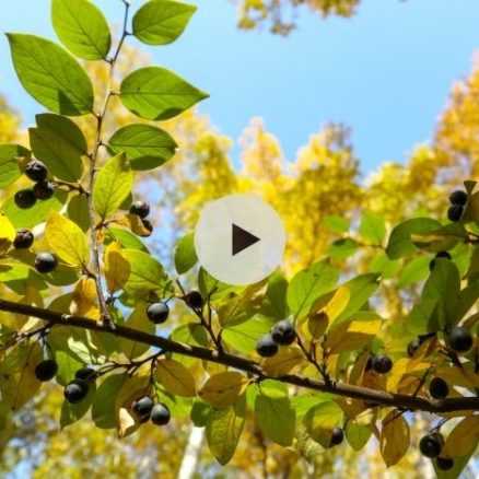 Rhamnus frangula - Bourdaine - Frangula alnus - Arbuste champêtre