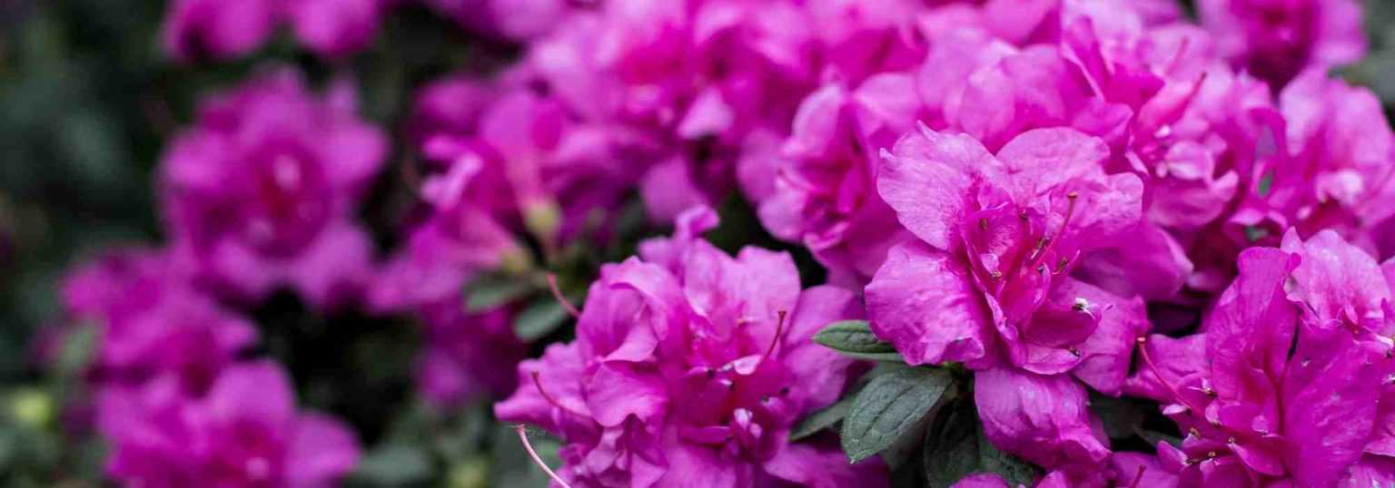 Cultivez une azalée en pot - Conseils Promesse de Fleurs