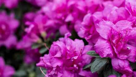 Cultivez une azalée en pot - Conseils Promesse de Fleurs