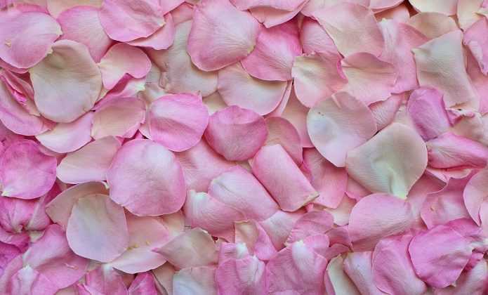 Comment faire sécher des roses ? - Promesse de Fleurs