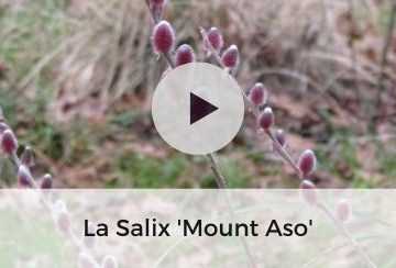 Salix chaenomeloides Mount Aso - Saule japonais à chatons rose rouge