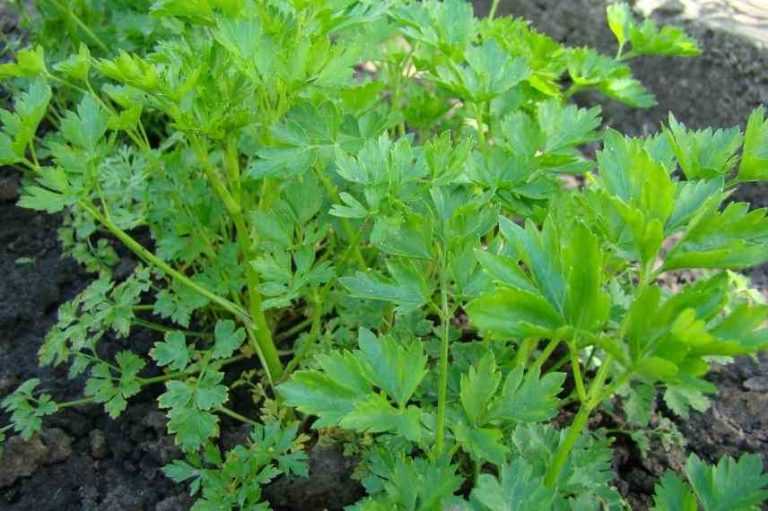 Cultiver le persil en pot - Promesse de Fleurs