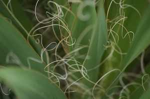 Choisir un Yucca - Promesse de Fleurs