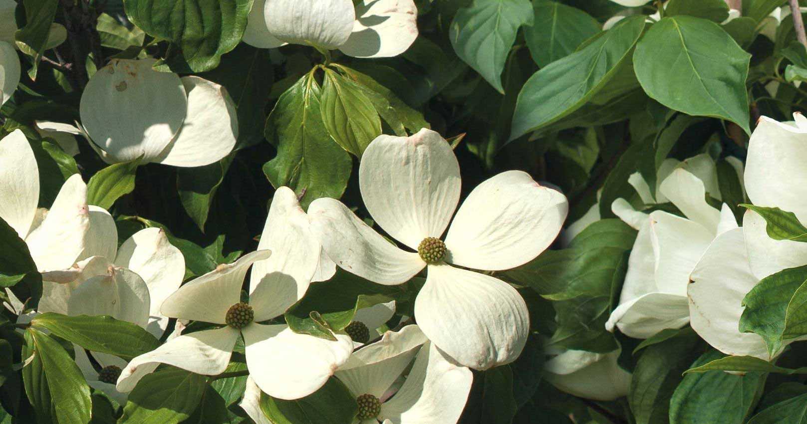 Arbustes à fleurs géantes : notre sélection ! - Promesse de Fleurs