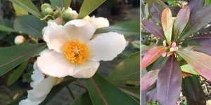 Arbustes à fleurs géantes : notre sélection ! - Promesse de Fleurs