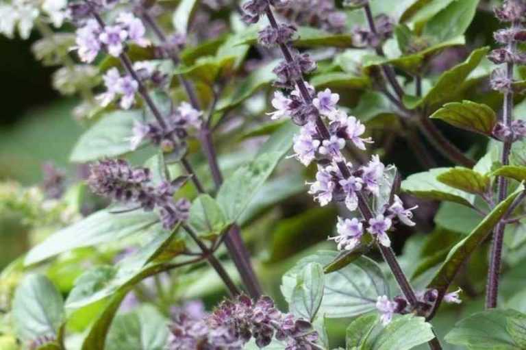 6 variétés de basilics incontournables - Promesse de Fleurs