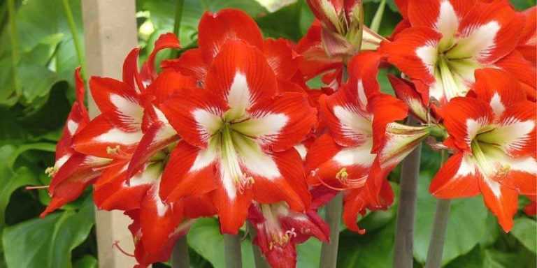 Plantes bulbeuses à fleurs géantes - Promesse de Fleurs