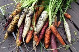 Bien choisir ses carottes : guide d’achat - Promesse de Fleurs