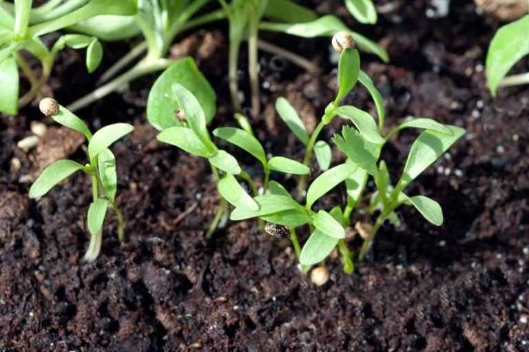 Cultiver la coriandre en pot ? - Promesse de Fleurs