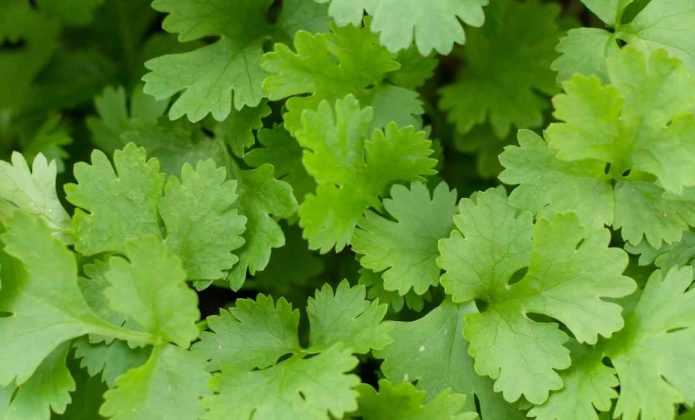 Coriandre : culture, récolte, bienfaits - Nos conseils - Promesse de Fleurs