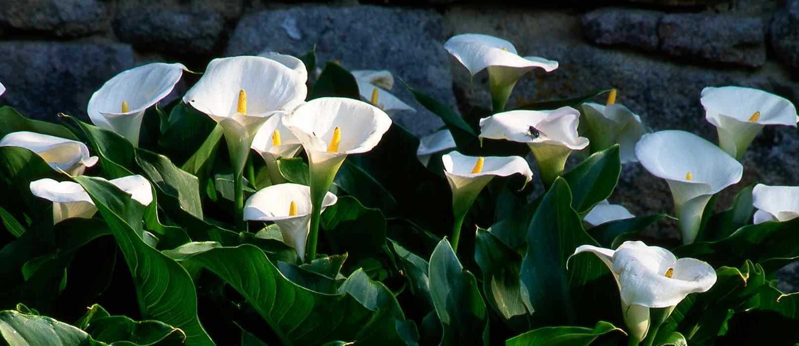 Réussir la culture des Arums en pot- Promesse de Fleurs