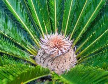 Le Cycas : plantation et entretien - Blog Promesse de fleurs