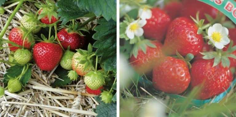 5 petits fruits rouges faciles à cultiver au jardin - Promesse de Fleurs