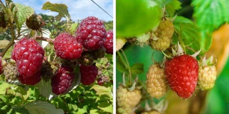 5 petits fruits rouges faciles à cultiver au jardin - Promesse de Fleurs