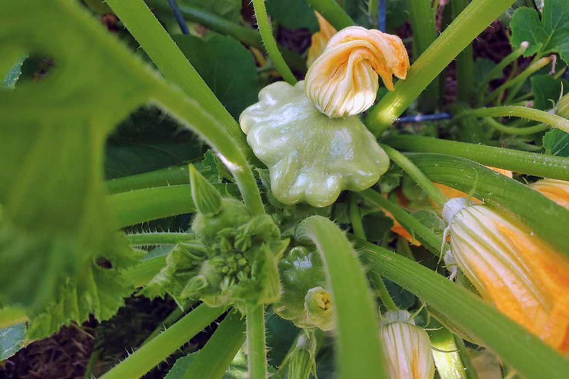 Le pâtisson : semis, culture, récolte - Promesse de Fleurs