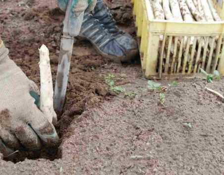 A quoi sert une gouge à asperges ? - Promesse de Fleurs