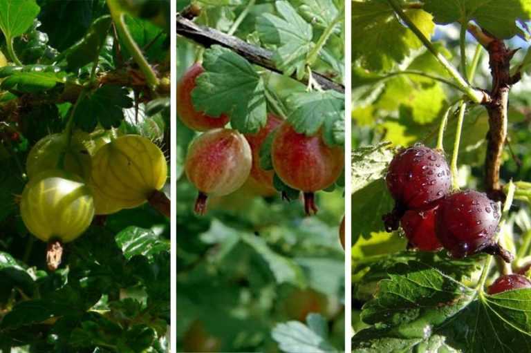 Bien choisir son groseillier : guide d’achat - Promesse de Fleurs