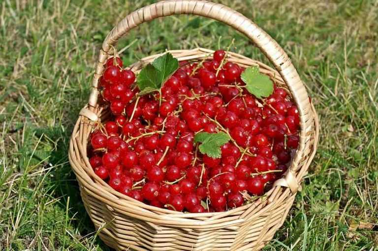 Bien choisir son groseillier : guide d’achat - Promesse de Fleurs