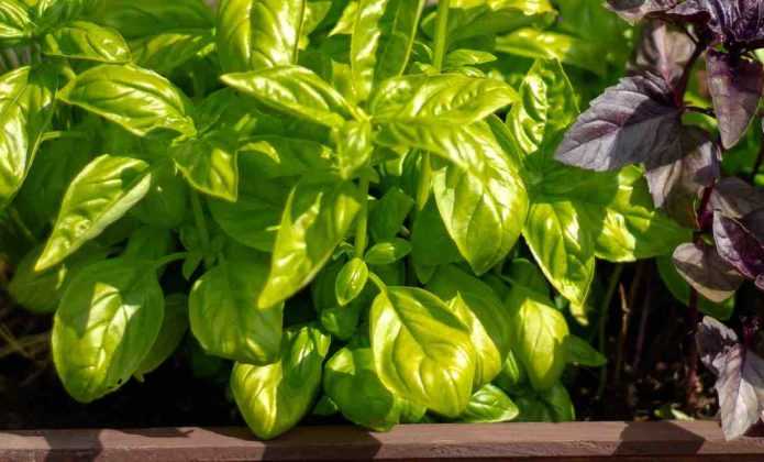 Basilic : le planter et le cultiver au jardin ou en pot