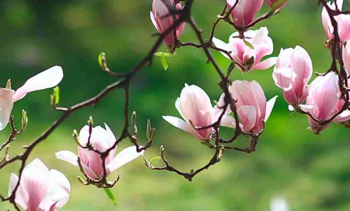 Magnolias : planter, tailler et entretenir - Promesse de Fleurs