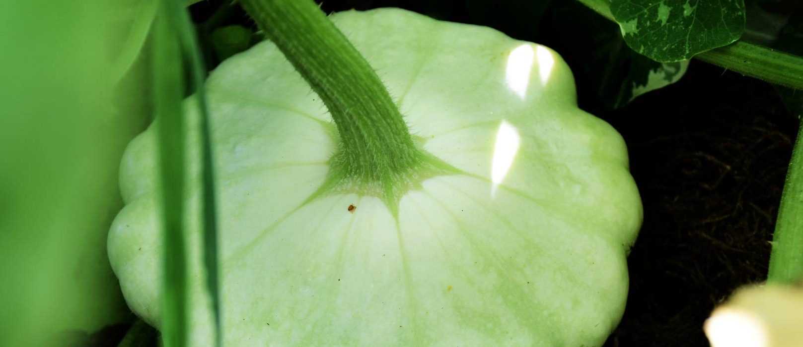 Le pâtisson : semis, culture, récolte - Promesse de Fleurs