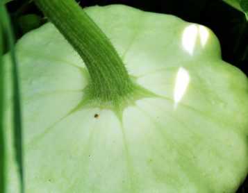 Le pâtisson : semis, culture, récolte - Promesse de Fleurs