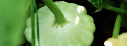 Le pâtisson : semis, culture, récolte - Promesse de Fleurs