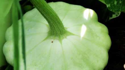 Le pâtisson : semis, culture, récolte - Promesse de Fleurs