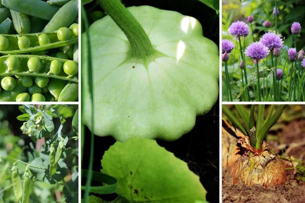 Le pâtisson : semis, culture, récolte - Promesse de Fleurs