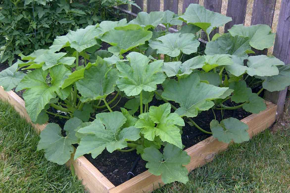 Le pâtisson : semis, culture, récolte - Promesse de Fleurs