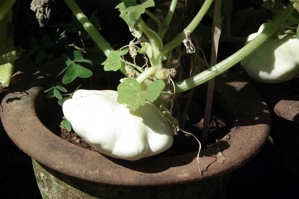 Le pâtisson : semis, culture, récolte - Promesse de Fleurs