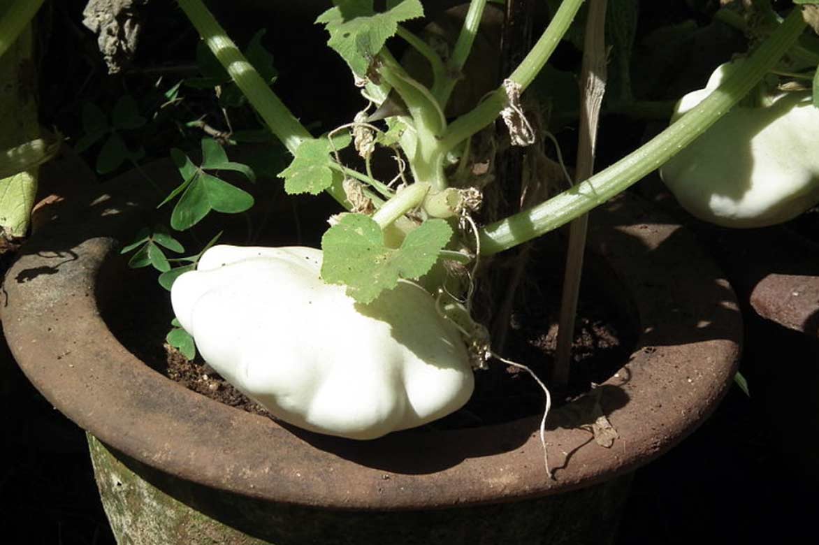 Le pâtisson : semis, culture, récolte - Promesse de Fleurs