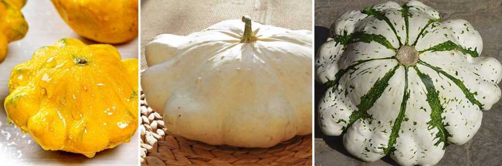 Le pâtisson : semis, culture, récolte - Promesse de Fleurs