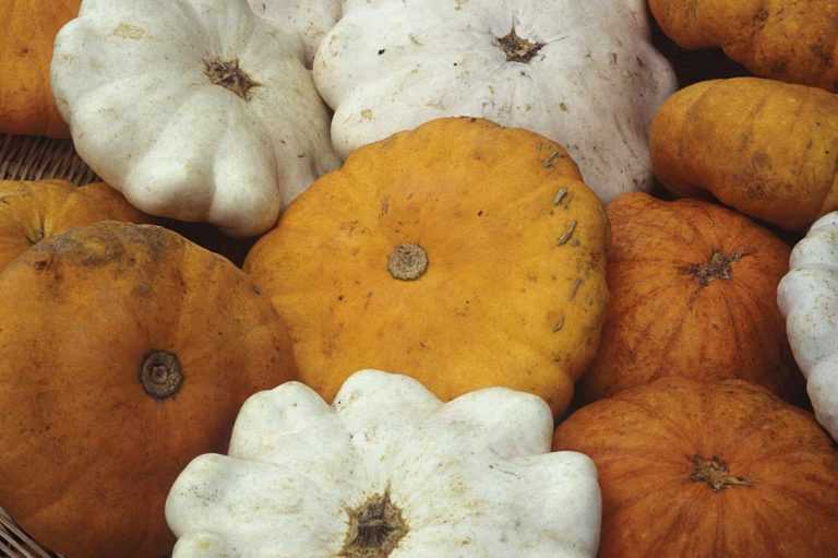 Le pâtisson : semis, culture, récolte - Promesse de Fleurs