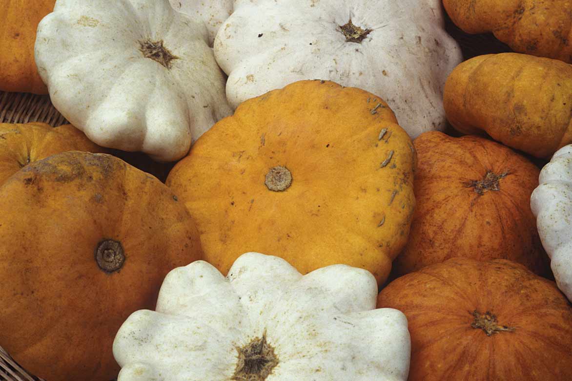 Le pâtisson : semis, culture, récolte - Promesse de Fleurs