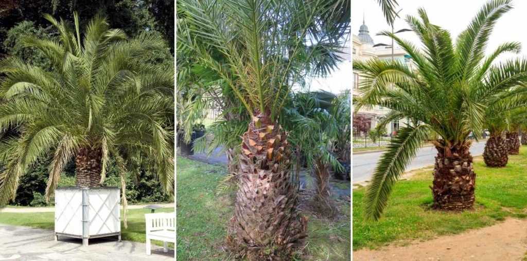 Phoenix : plantation, culture, entretien - Promesse de Fleurs