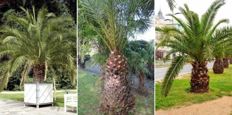 Phoenix : plantation, culture, entretien - Promesse de Fleurs