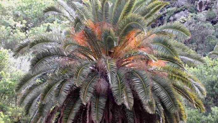 Phoenix : plantation, culture, entretien - Promesse de Fleurs