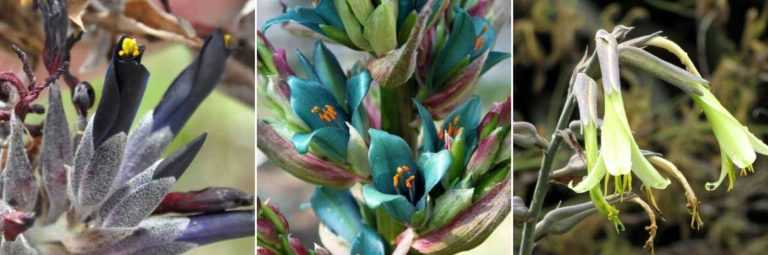 Puya : plantation, culture et entretien - Promesse de Fleurs