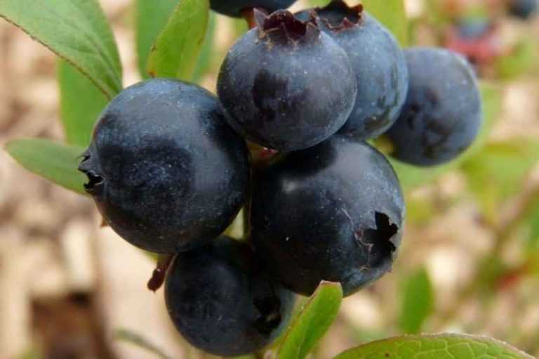 Choisir des Myrtilliers - Promesse de Fleurs