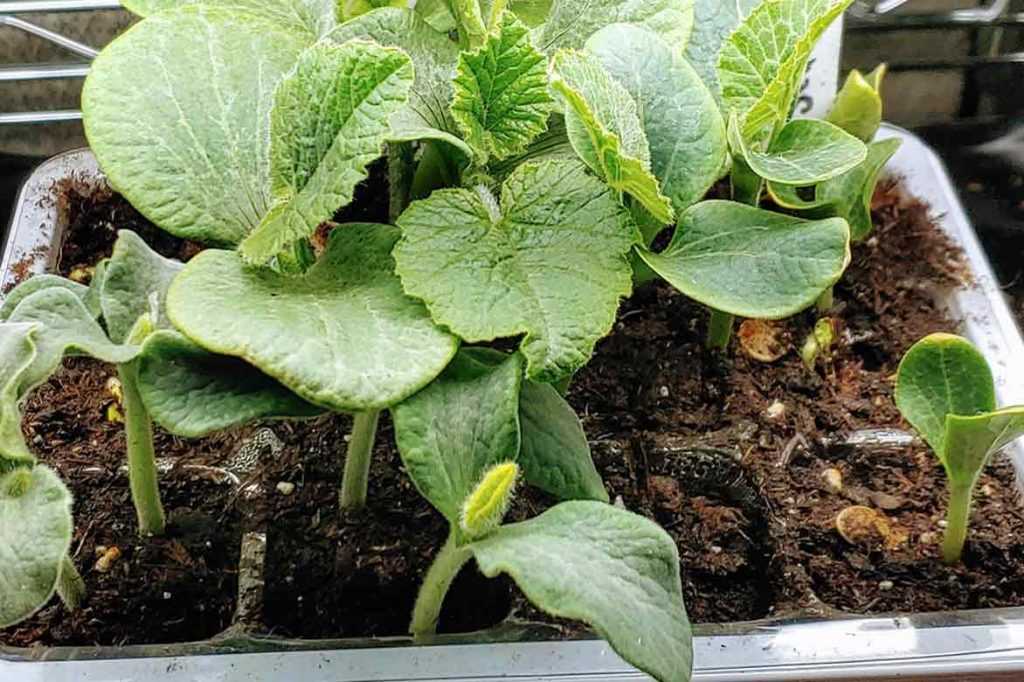 Le pâtisson : semis, culture, récolte - Promesse de Fleurs